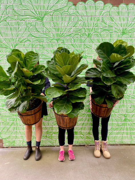 Fiddle leaf fig plant – FUNKY FLOWERS